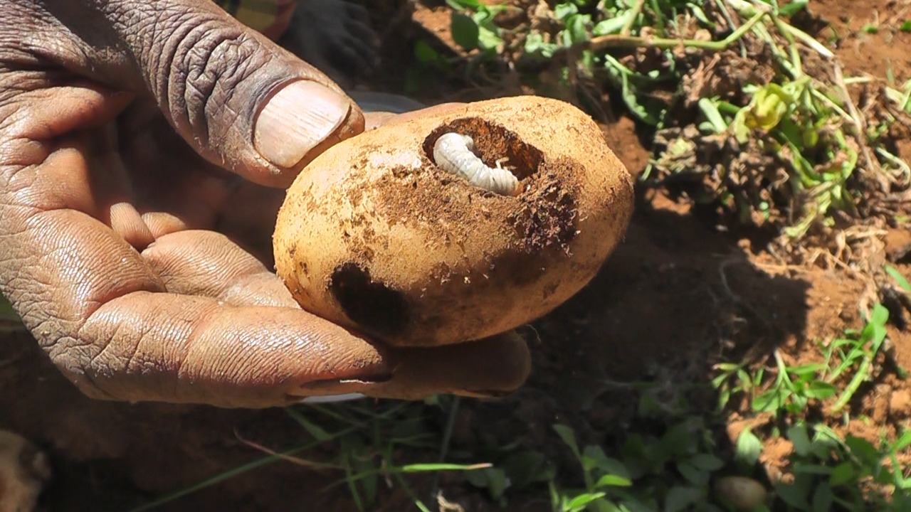 LEN - www.lankaenews.com | Welimada Organic Potato Harvest Destroyed by ...