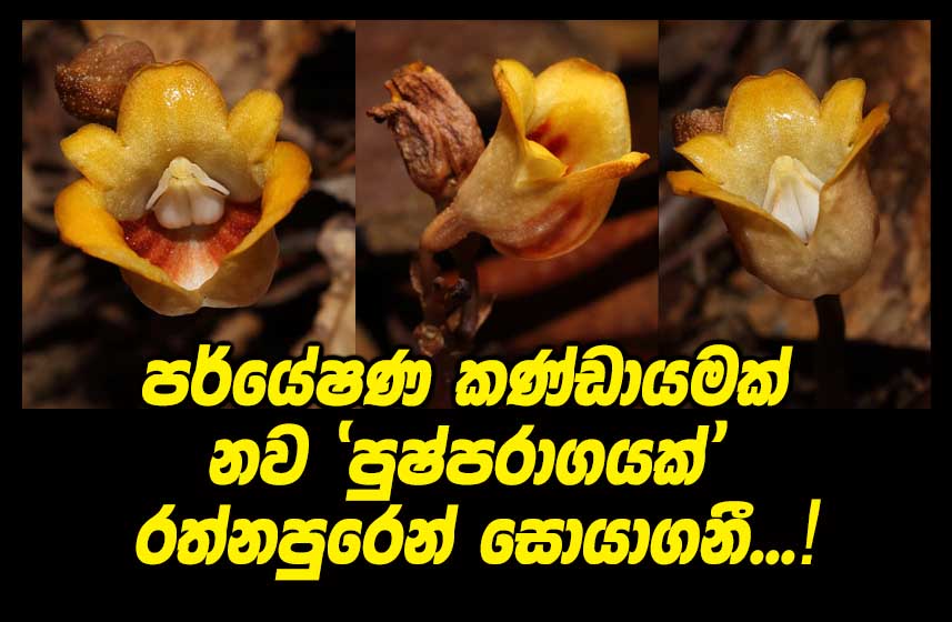 LEN - www.lankaenews.com | A research team discovers a new 'Pushparaga ...