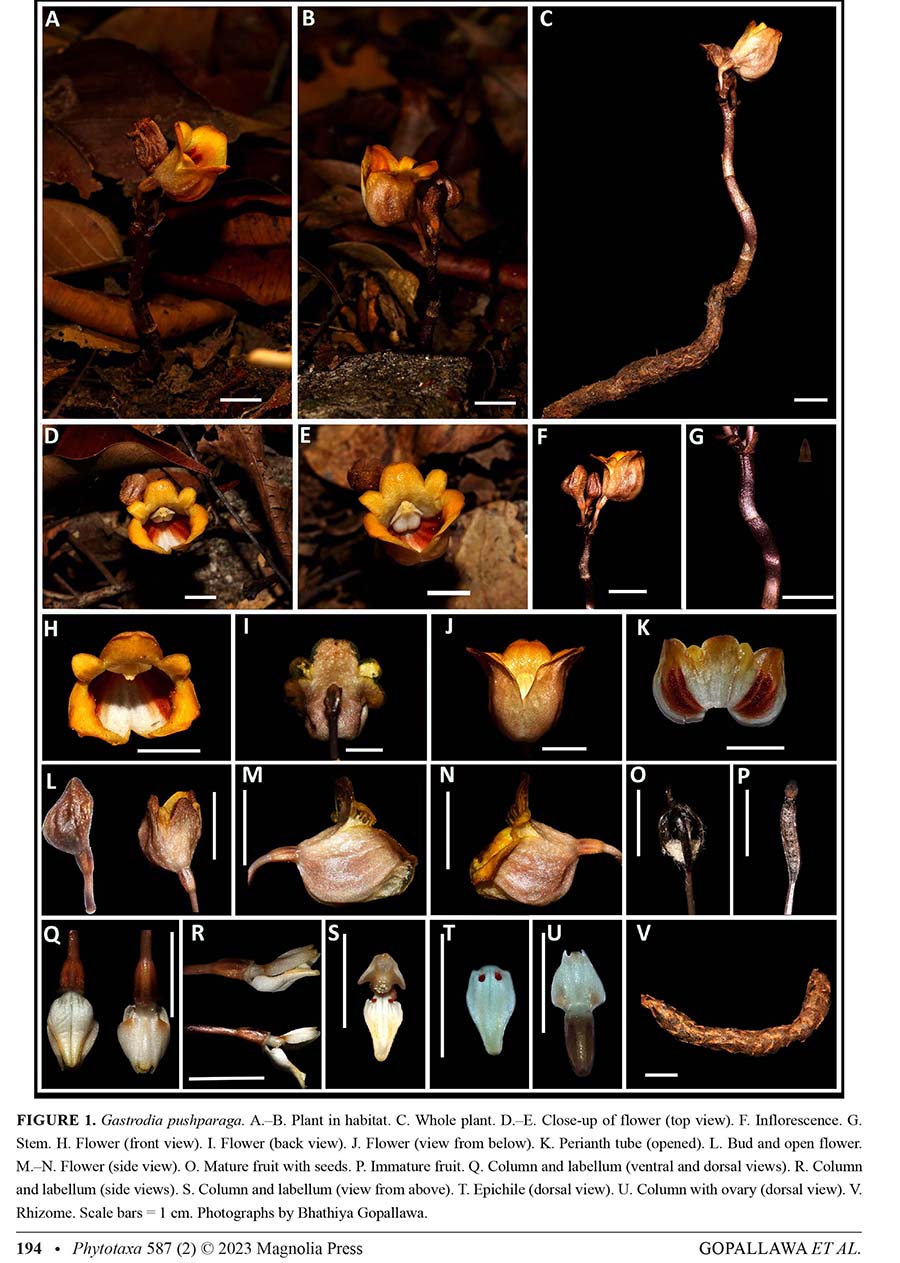 LEN - www.lankaenews.com | A research team discovers a new 'Pushparaga ...