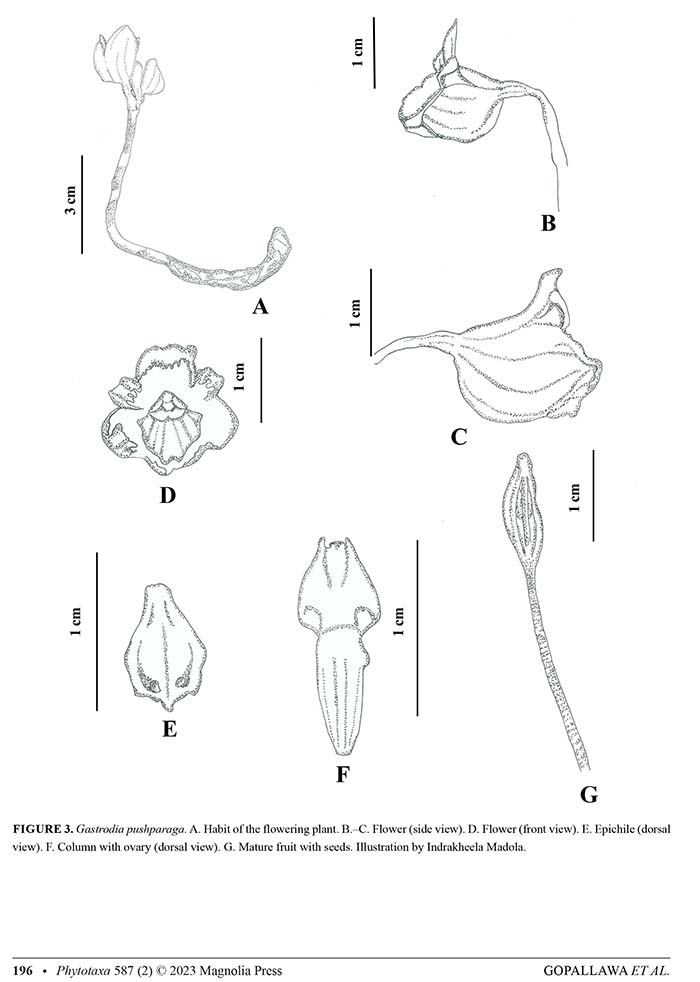 LEN - www.lankaenews.com | A research team discovers a new 'Pushparaga ...